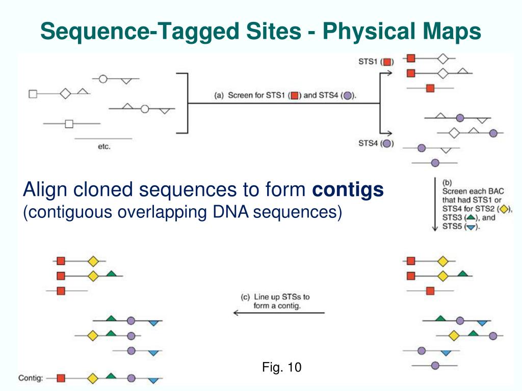 PPT - Chapter 24 topics: Genomics, Proteomics, Bioinformatics ... PPT - Chapter 24 topics: Genomics, Proteomics, Bioinformatics ...