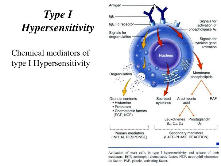 PPT - Type I Hypersensitivity (Allergy and Anaphylaxis PowerPoint ...