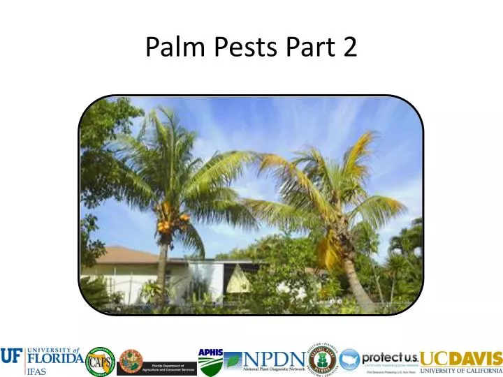 PPT - Palm Pests Part 2 PowerPoint Presentation, free download - ID:2760459