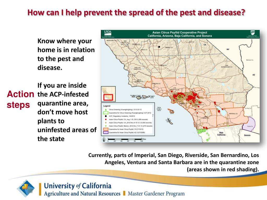 PPT - Asian Citrus Psyllid and the Citrus Disease Huanglongbing ...