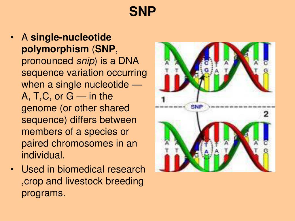 PPT - I. Basics of Molecular Biology: DNA, RNA, Protein, Transcription ...