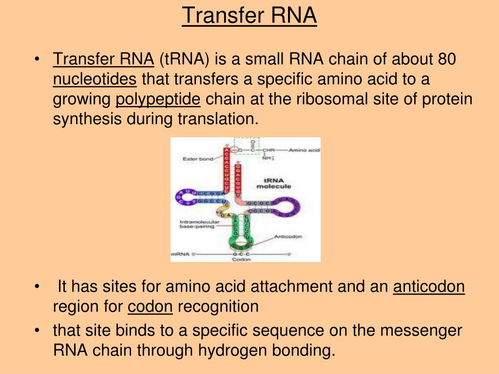 PPT - I. Basics of Molecular Biology: DNA, RNA, Protein, Transcription ...