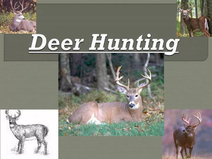 PPT - Deer Hunting PowerPoint Presentation, free download - ID:2760728