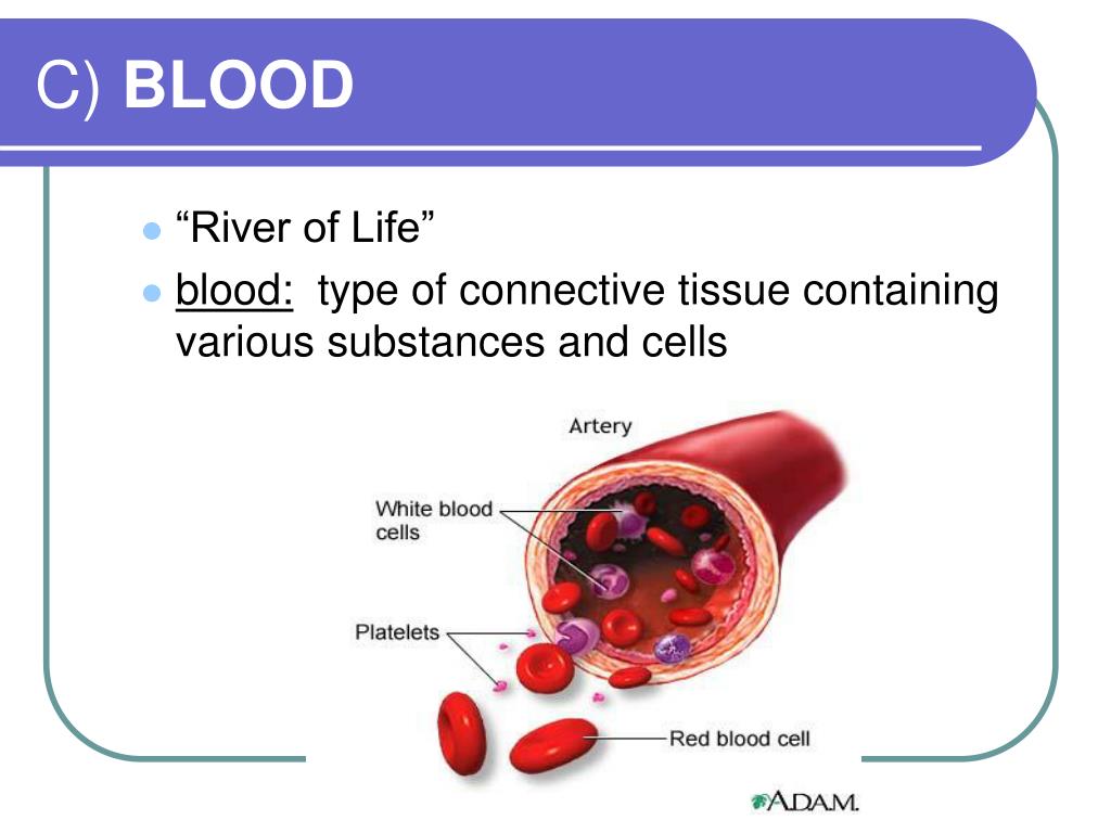 PPT - 14-2 Blood and Blood Vessels PowerPoint Presentation, free ...