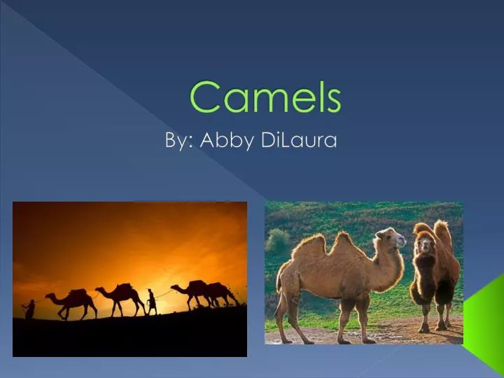 PPT - Camels PowerPoint Presentation, free download - ID:2761110 PPT - Camels PowerPoint Presentation, free download - ID:2761110