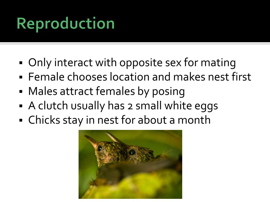 PPT - Hummingbirds PowerPoint Presentation, free download - ID:2761288