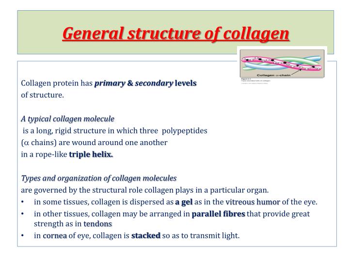 PPT - Collagen PowerPoint Presentation - ID:2761799