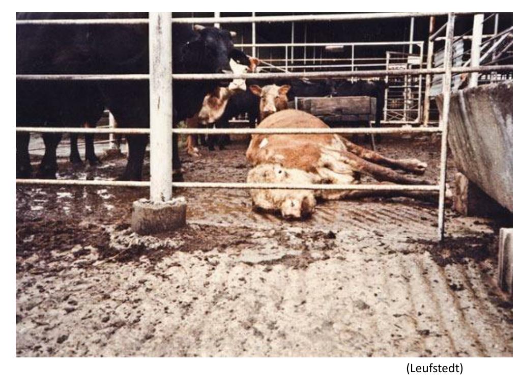 PPT - Family Farms vs. Factory Farms PowerPoint Presentation, free ...