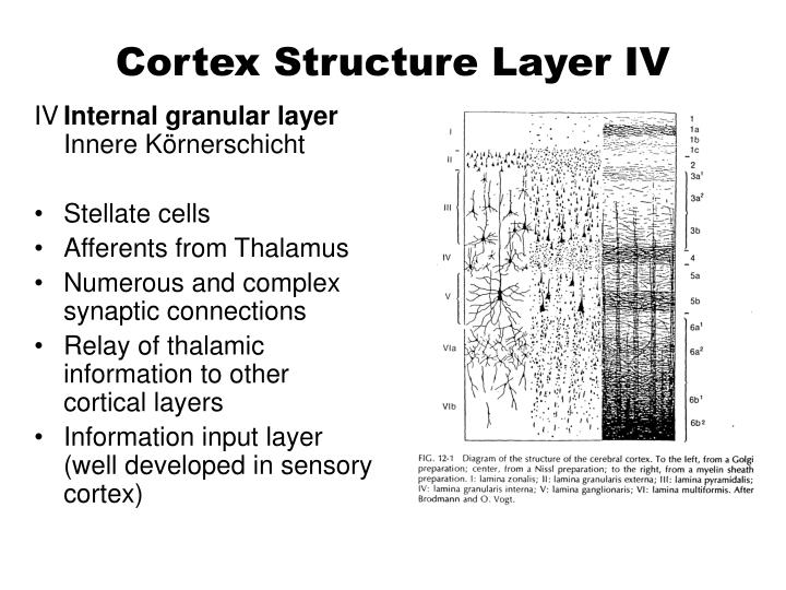 PPT - The ElectroEncephaloGramm PowerPoint Presentation - ID:2762153