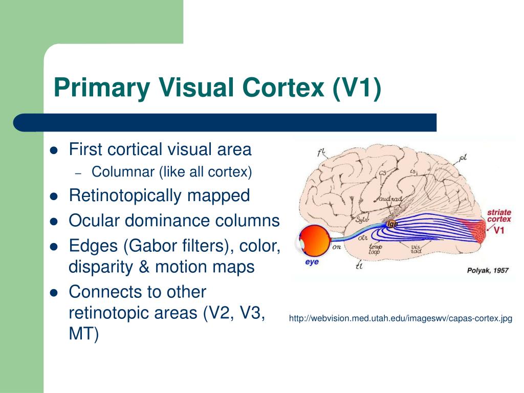 PPT - Early Vision PowerPoint Presentation, free download - ID:2762270 PPT - Early Vision PowerPoint Presentation, free download - ID:2762270