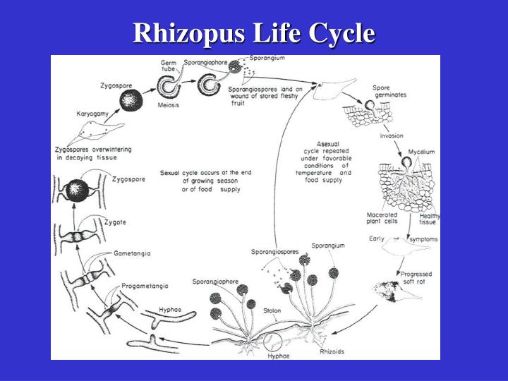 PPT - Deuteromycetes and Lower Fungi PowerPoint Presentation - ID:2763565