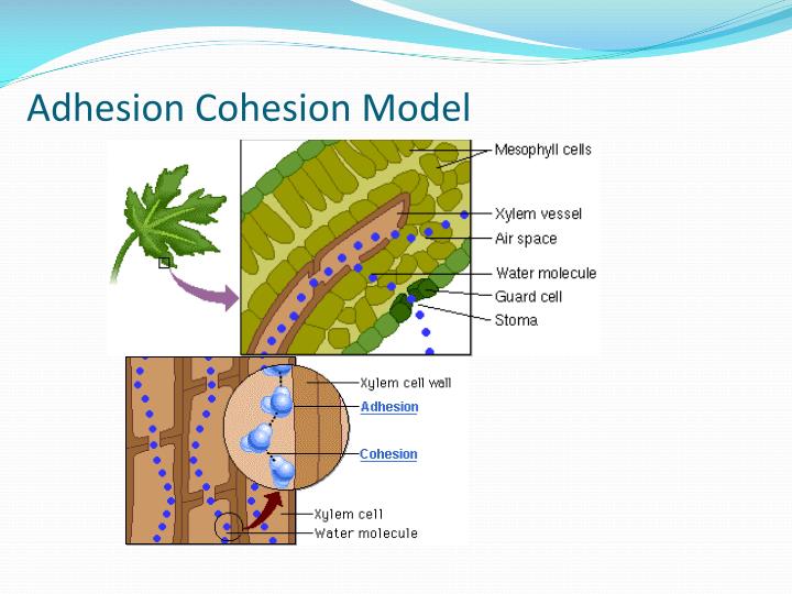 PPT - Horticultural Responses to Water PowerPoint Presentation - ID:2763680