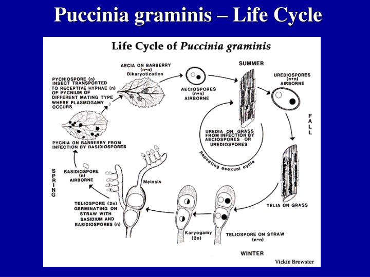 PPT - Diseases Caused By Basidiomycetes PowerPoint Presentation - ID ...