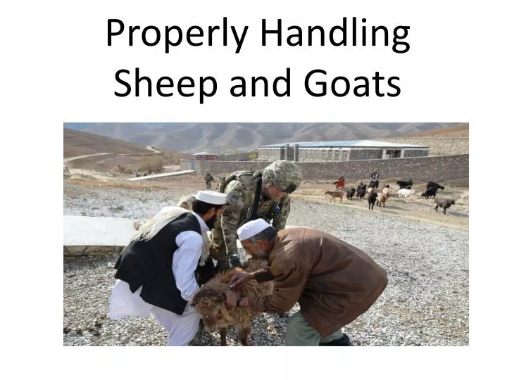 PPT - Properly Handling Sheep and Goats PowerPoint Presentation, free ...