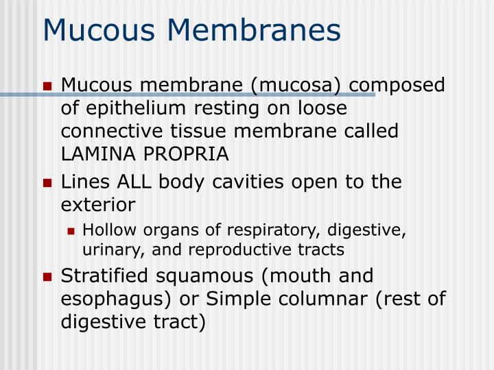 PPT - Chapter 4 Skin and Body Membranes PowerPoint Presentation - ID ...