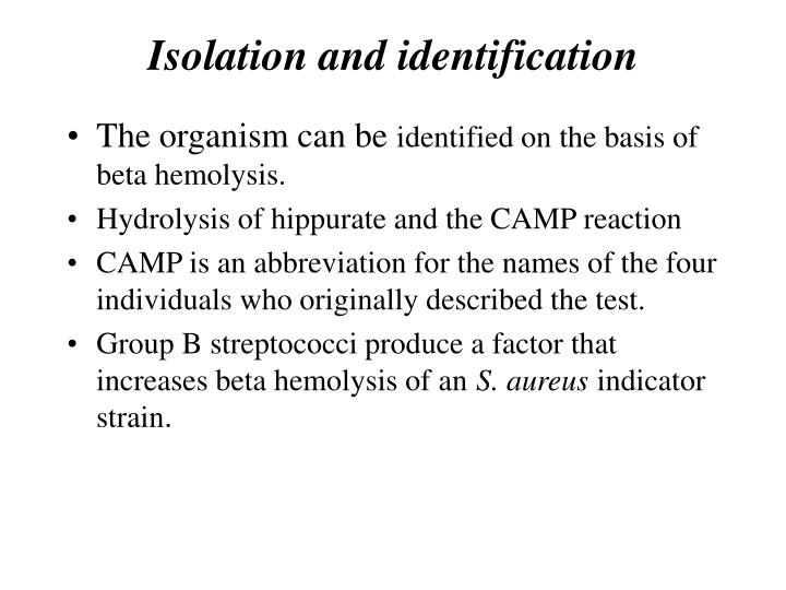 PPT - Bacterial Identification PowerPoint Presentation - ID:2764682
