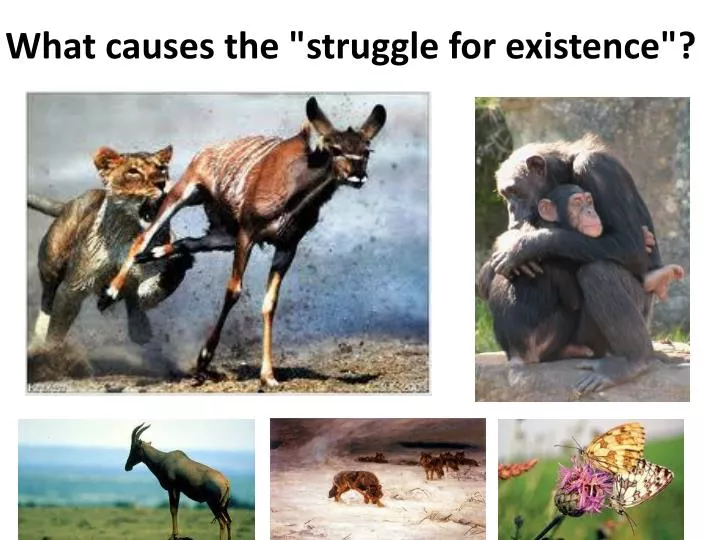 PPT - What causes the "struggle for existence"? PowerPoint Presentation ...
