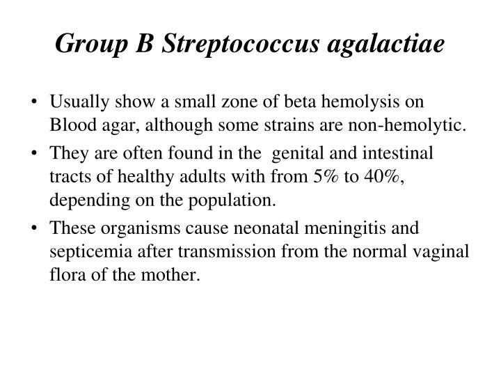 PPT - Bacterial Identification PowerPoint Presentation - ID:2765052