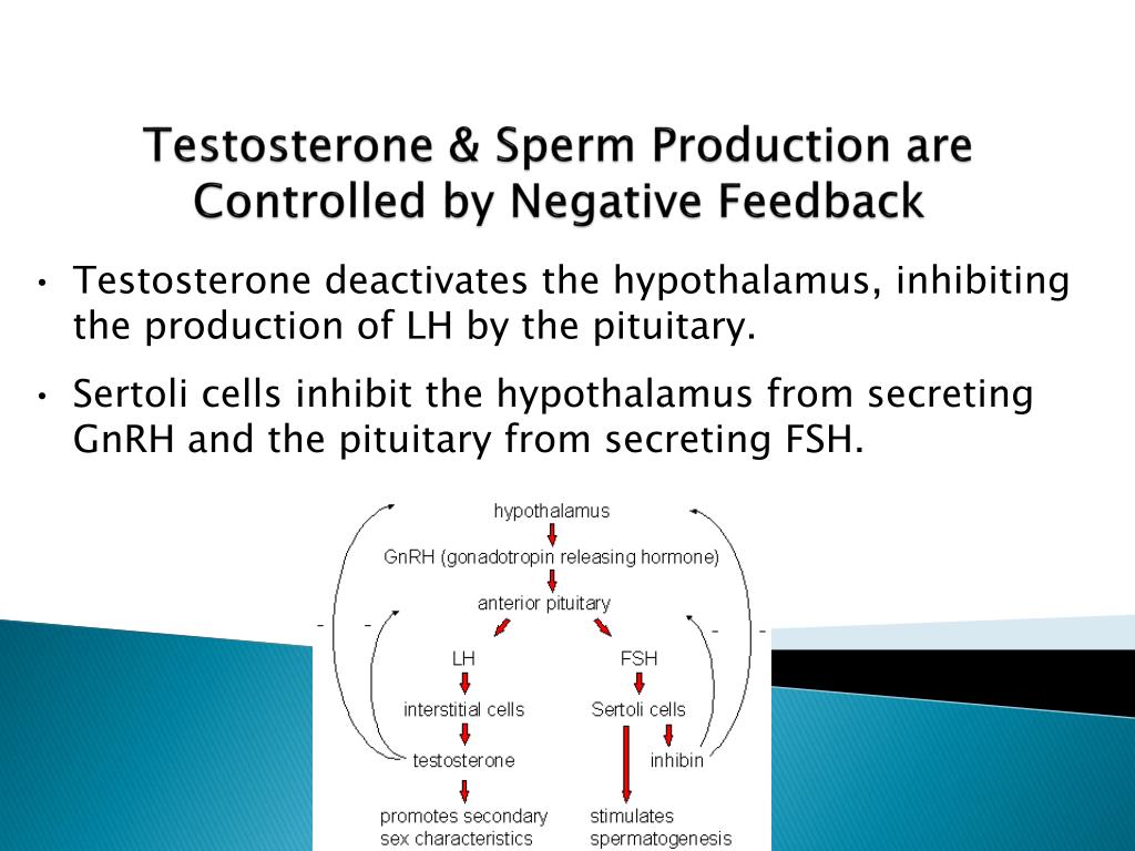 Ppt Hormonal Regulation Of The Reproductive System Powerpoint