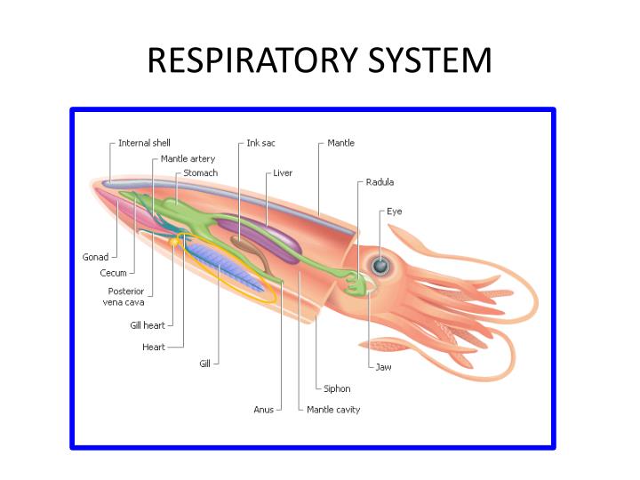 PPT - Squid Anatomy PowerPoint Presentation - ID:2765680