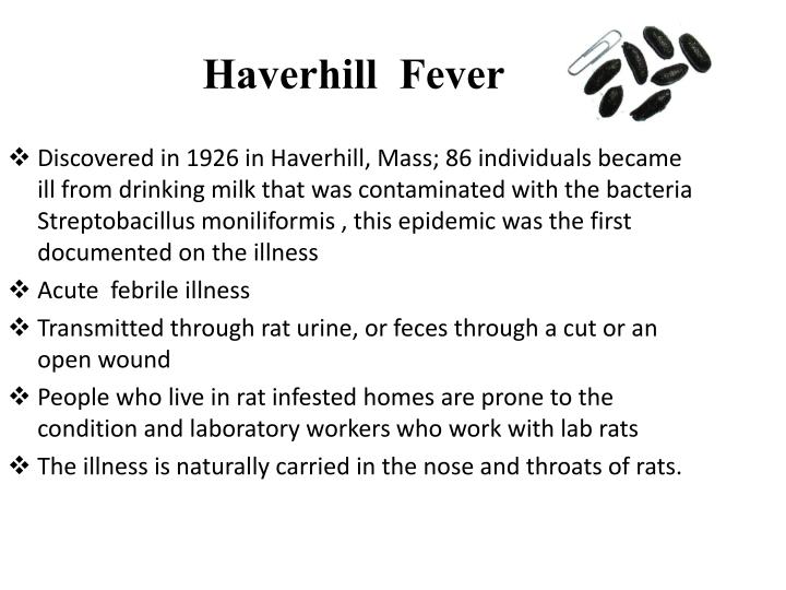 PPT - Rat Bite Fever Project PowerPoint Presentation - ID:2766539