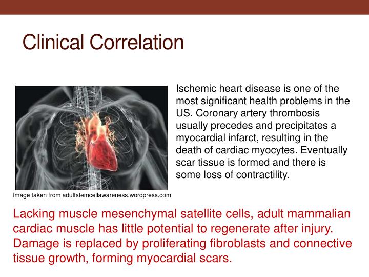 PPT - Muscle tissue PowerPoint Presentation - ID:2767184