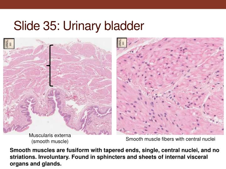 PPT - Muscle tissue PowerPoint Presentation - ID:2767184