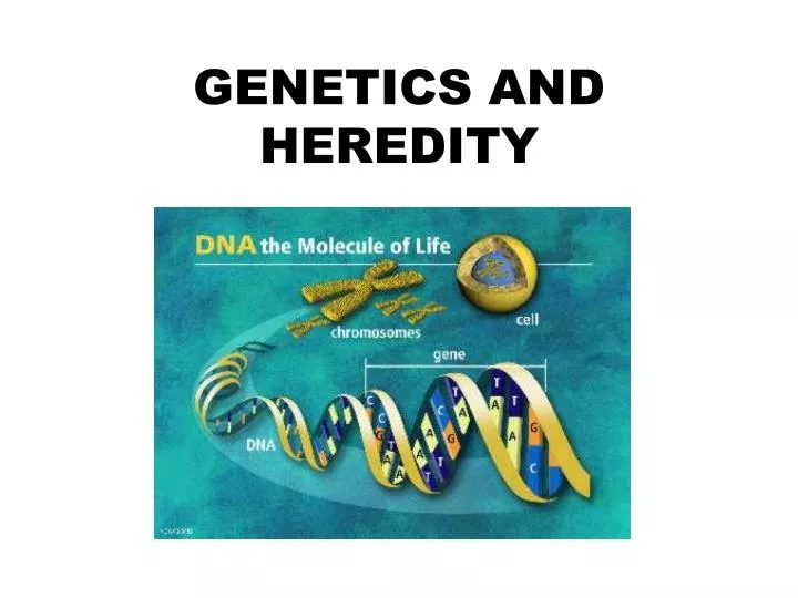 PPT - GENETICS AND HEREDITY PowerPoint Presentation, free download - ID ...