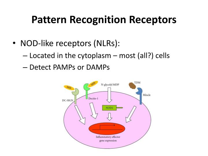 PPT - Chapter 14: Innate Immune System PowerPoint Presentation - ID:2767443