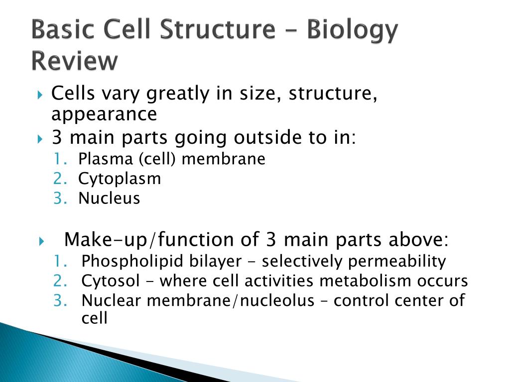 PPT - Anatomy Chapters 2-4: Chemistry, Biology, Cytology, and Histology ...