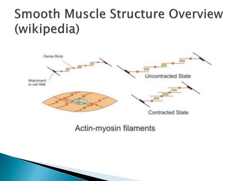 PPT - Anatomy Chapters 2-4: Chemistry, Biology, Cytology, and Histology ...