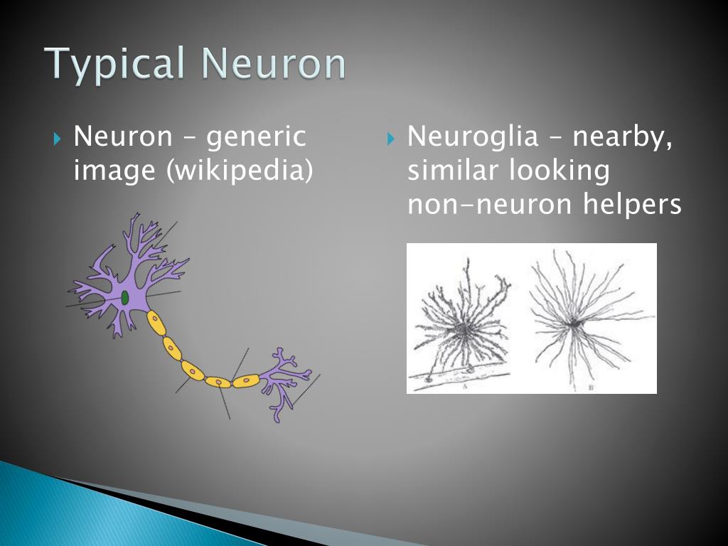 PPT - Anatomy Chapters 2-4: Chemistry, Biology, Cytology, and Histology ...