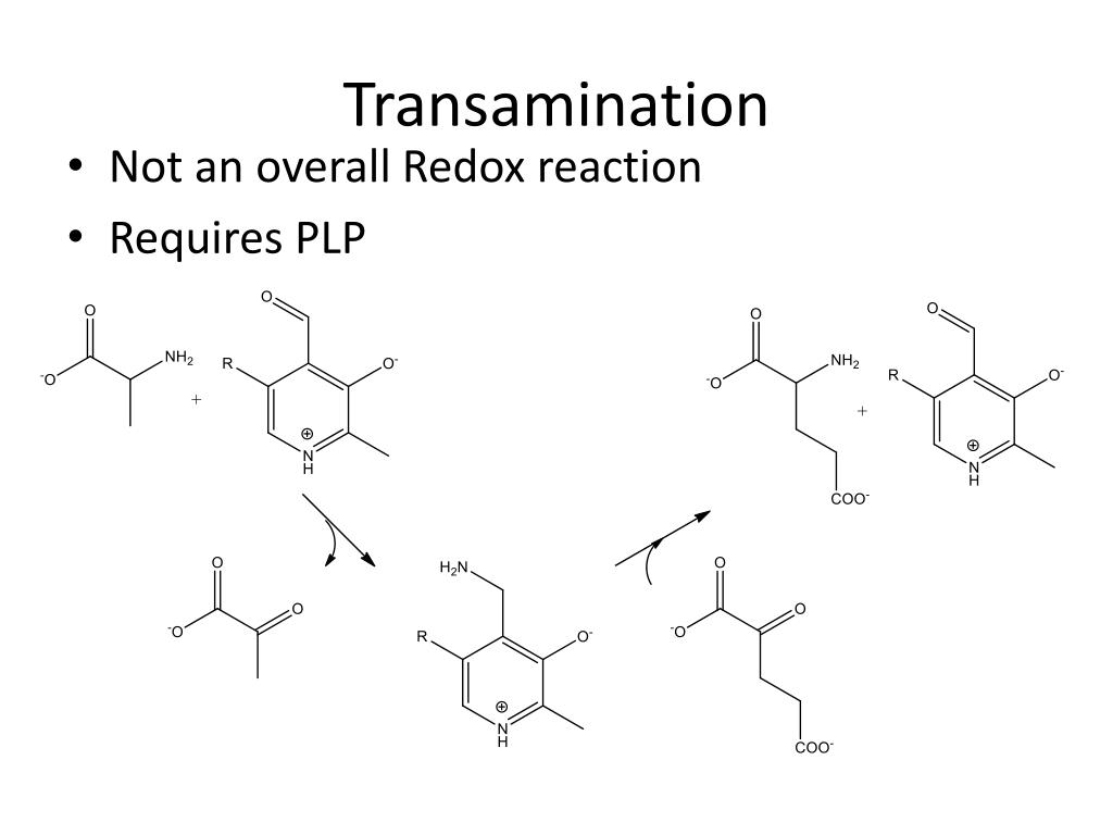 PPT - Amino Acid Catabolism PowerPoint Presentation, free download - ID ...