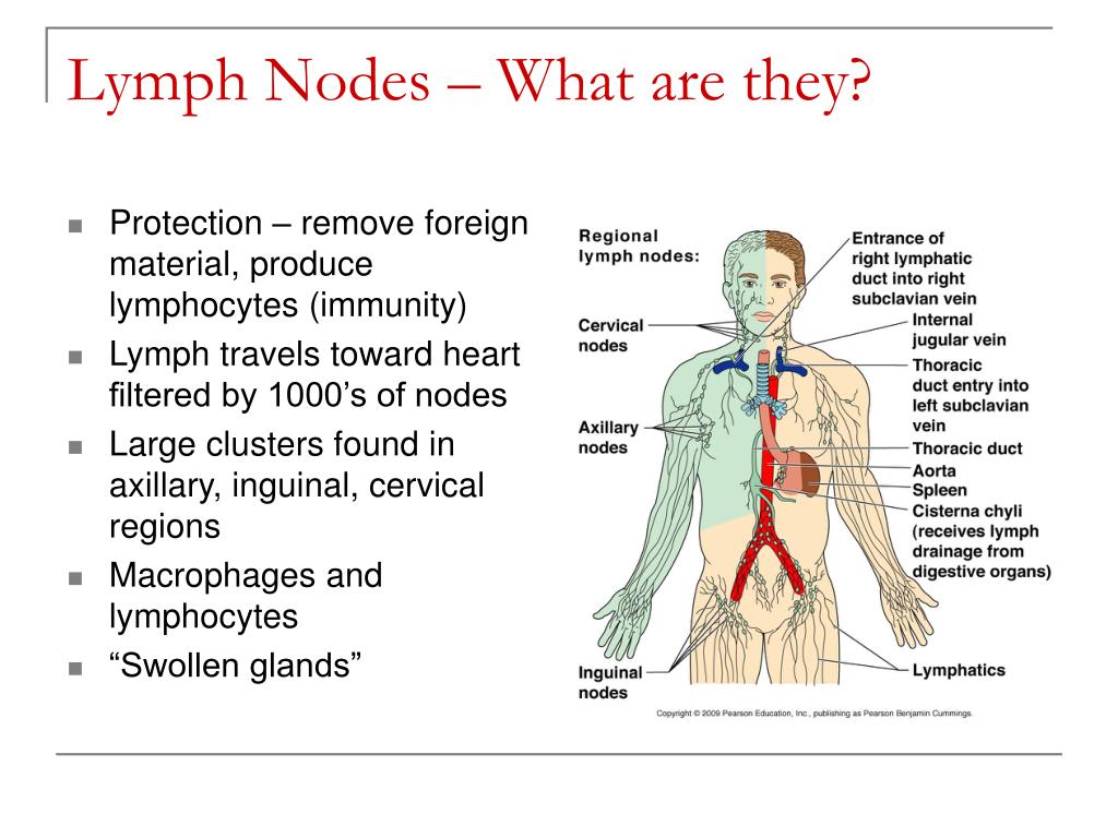 Ppt Lymphatic System And Body Defenses Powerpoint Presentation Free