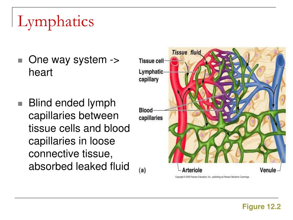 Ppt Lymphatic System And Body Defenses Powerpoint Presentation Free