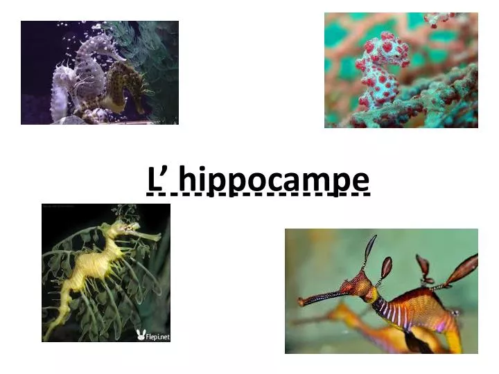 PPT - L’ hippocampe PowerPoint Presentation, free download - ID:2768215