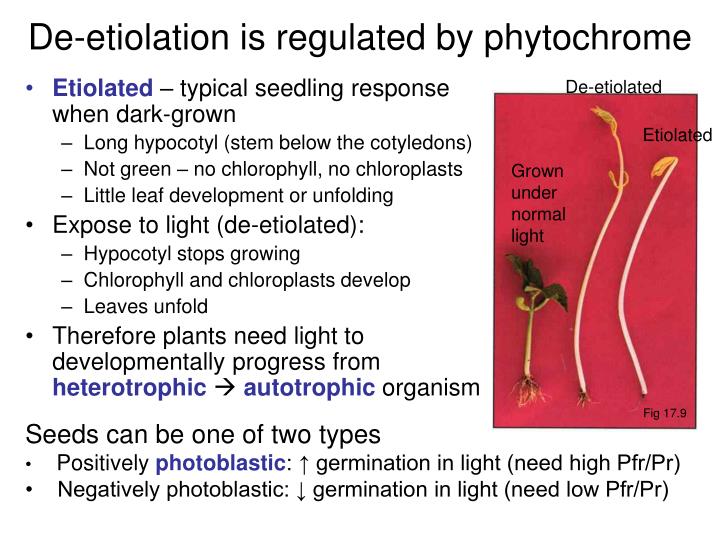 PPT - Photomorphogenesis: plant responses to light PowerPoint ...