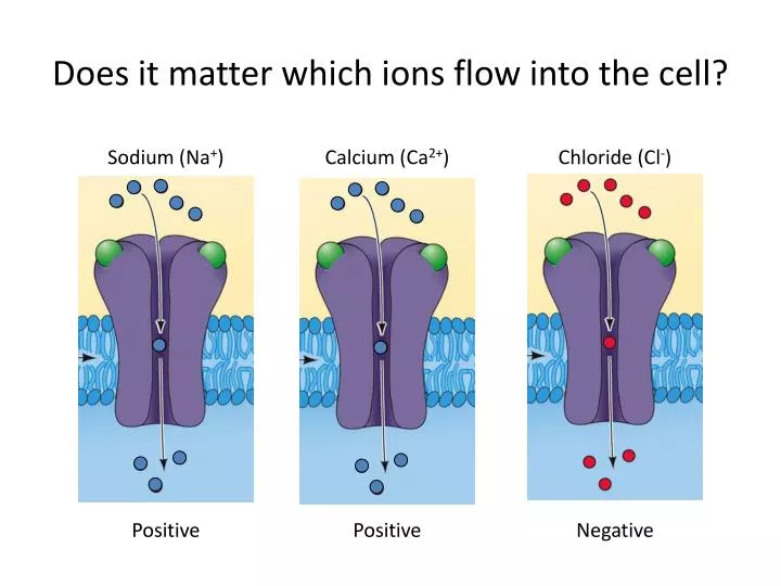 PPT - Does it matter which ions flow into the cell? PowerPoint ...