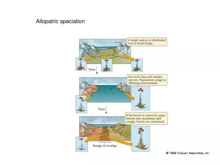 PPT - Allopatric speciation PowerPoint Presentation, free download - ID ...