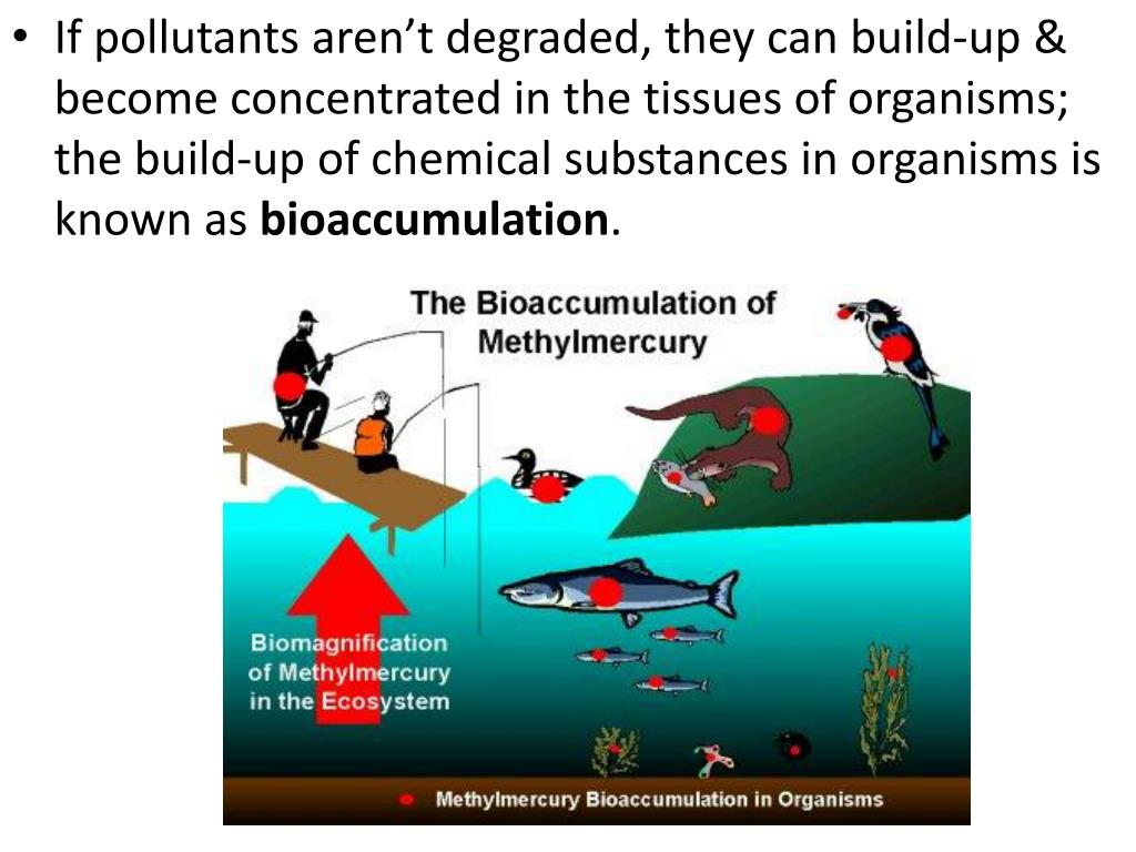 PPT - 1.14 Bioaccumulation and Biomagnification PowerPoint Presentation ... PPT - 1.14 Bioaccumulation and Biomagnification PowerPoint Presentation ...