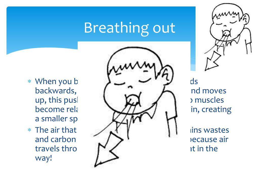 PPT - The Respiratory System PowerPoint Presentation, free download ...