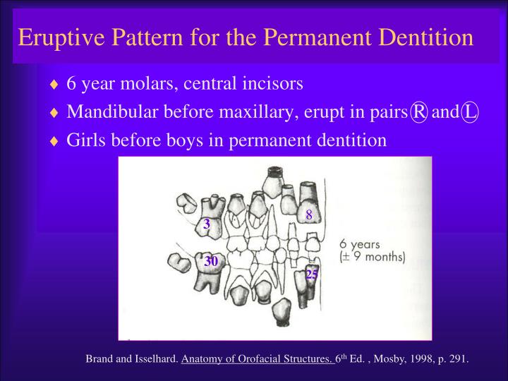 PPT - Overview of the Dentitions PowerPoint Presentation - ID:2769691