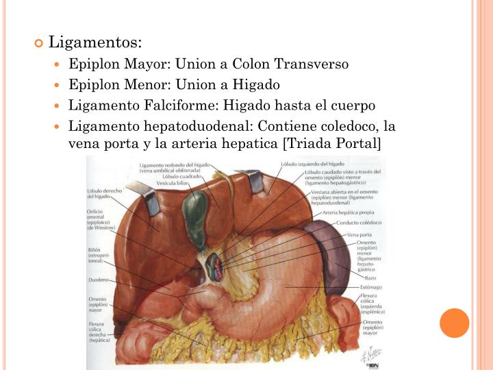 PPT - Division Tubo Digestivo PowerPoint Presentation - ID:2769834