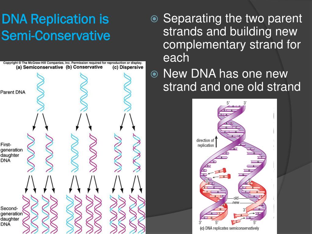 PPT - DNA: Hereditary Molecules of Life PowerPoint Presentation, free ...