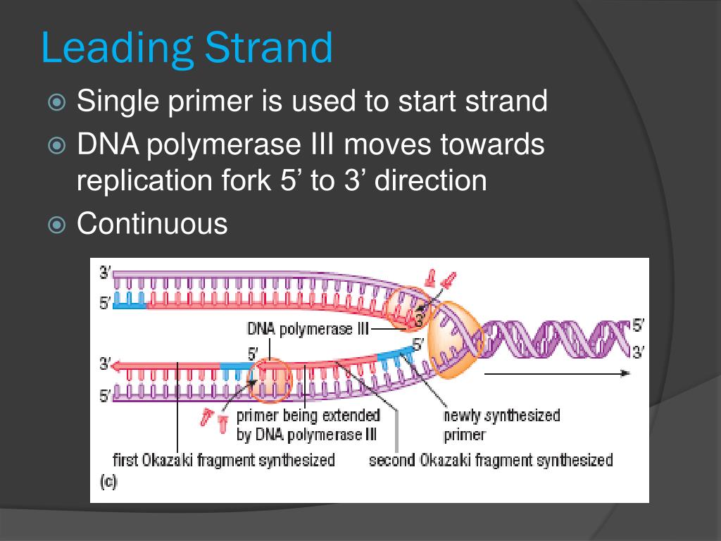 PPT - DNA: Hereditary Molecules of Life PowerPoint Presentation, free ...