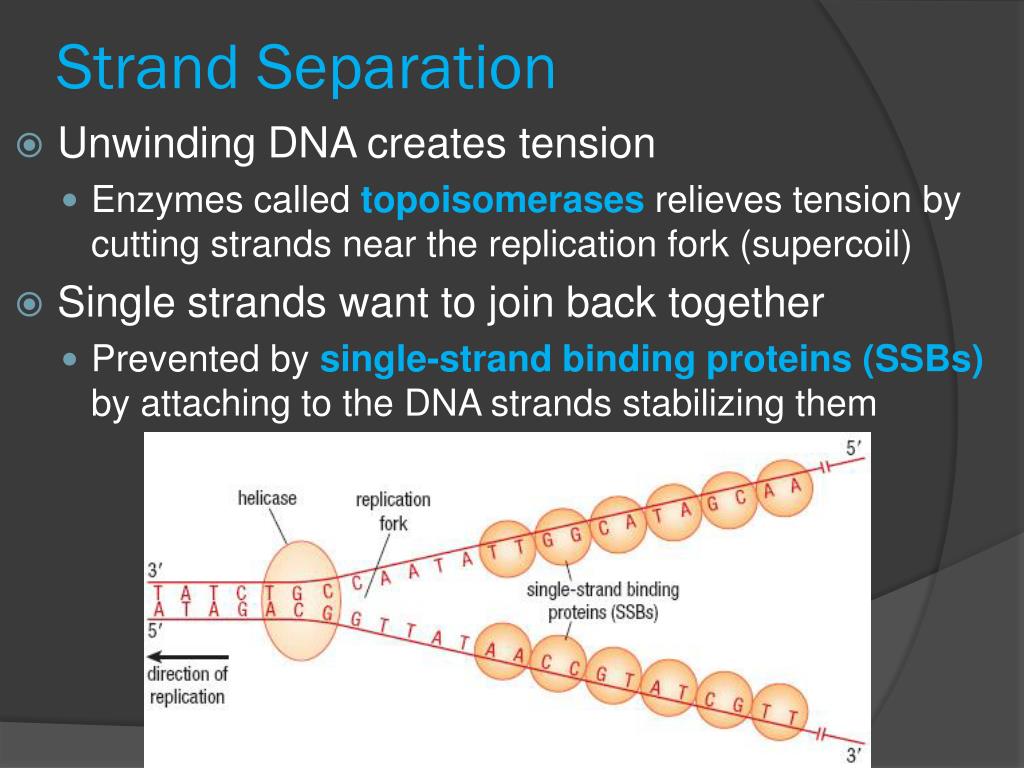 PPT - DNA: Hereditary Molecules of Life PowerPoint Presentation, free ...