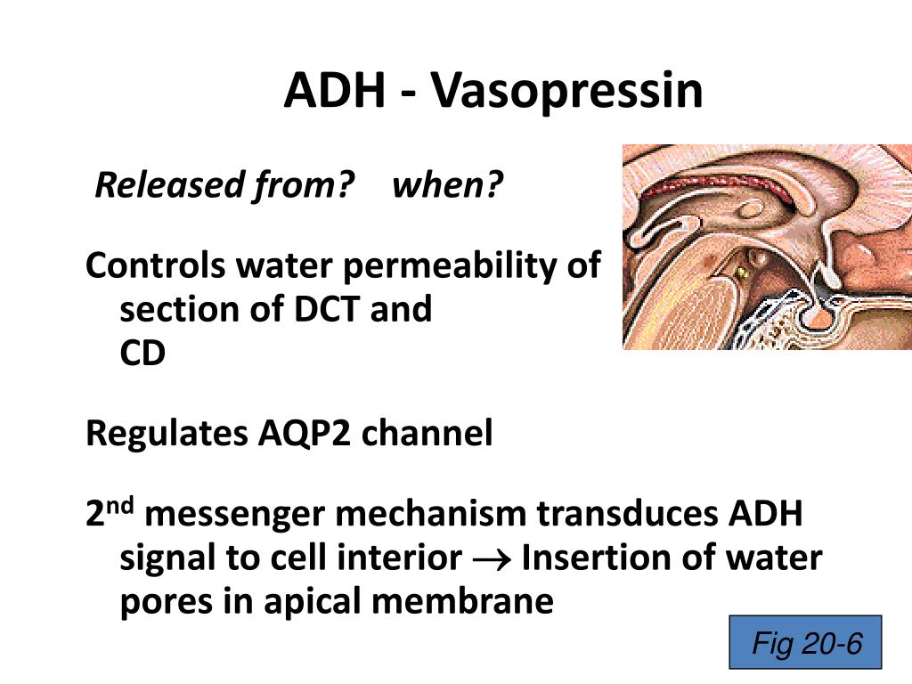 PPT - Ch 20 Integrative Physiology II Fluid & Electrolyte Balance ...