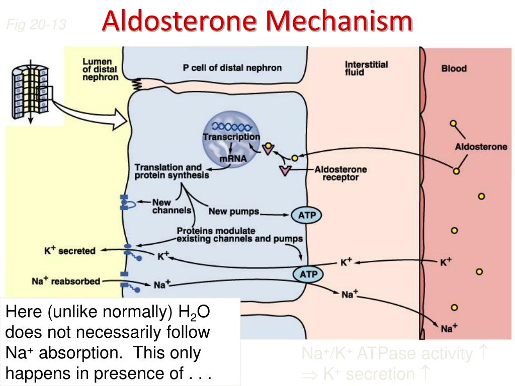 PPT - Ch 20 Integrative Physiology II Fluid & Electrolyte Balance ...