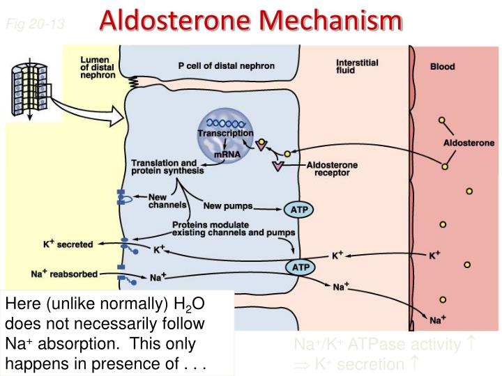 PPT - Ch 20 Integrative Physiology II Fluid & Electrolyte Balance ...
