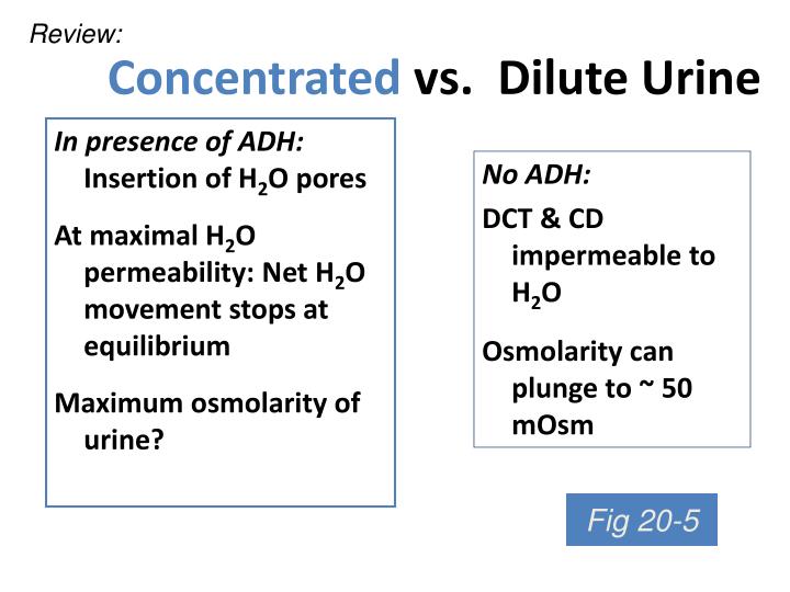 PPT - Ch 20 Integrative Physiology II Fluid & Electrolyte Balance ...